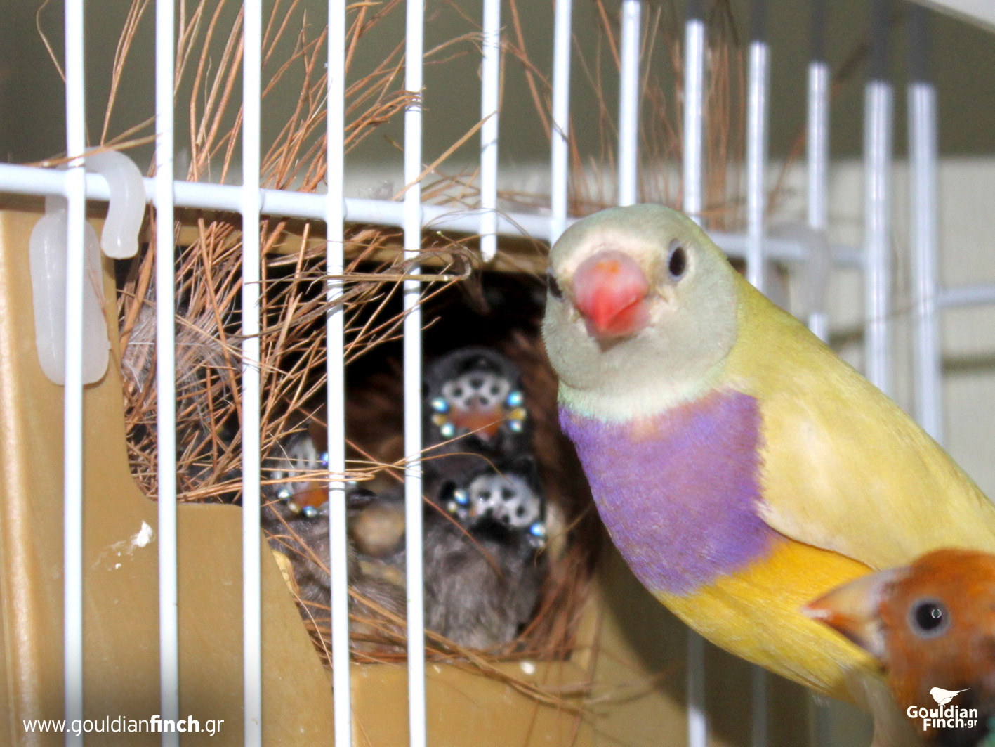 ΚΑΛΟΙ Η ΚΑΚΟΙ ΓΟΝΕΙΣ? – Gouldianfinch