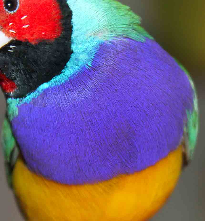 ΜΕΤΑΛΛΑΞΕΙΣ – Gouldianfinch