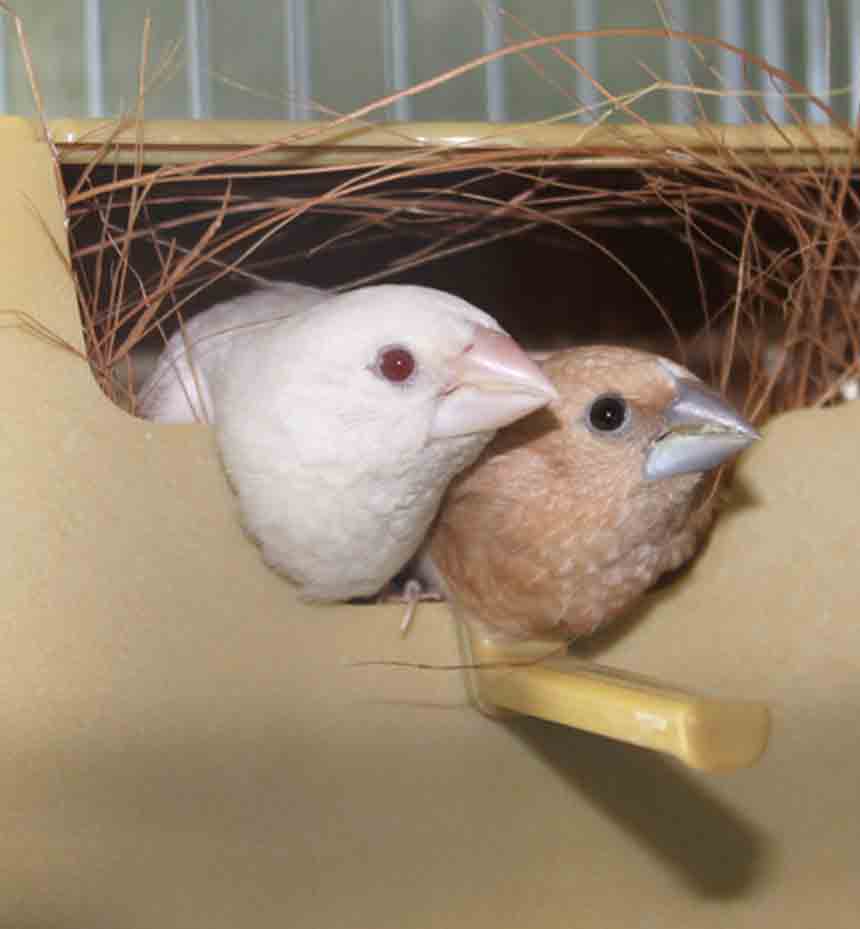 ΚΑΛΟΙ Η ΚΑΚΟΙ ΓΟΝΕΙΣ? – Gouldianfinch