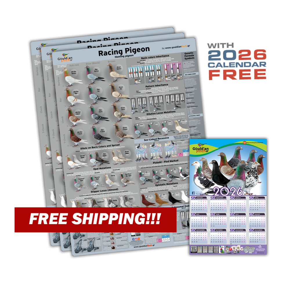Set of 3 – NEW Racing Pigeon Color mutations and Genetics Poster 2026 ...