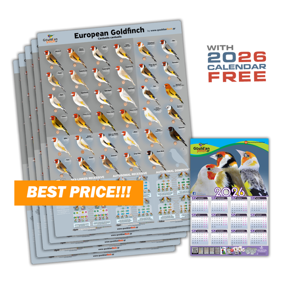 set of 5 New Major Goldfinch Mutation Poster 2026 – Gouldianfinch